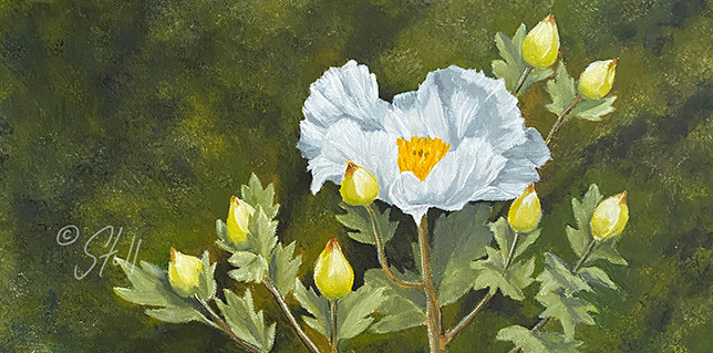 Susan Stoll